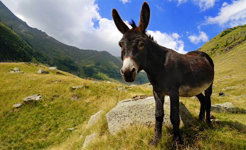 El pollino, usted y los dos caminos - Universal México - Universal México