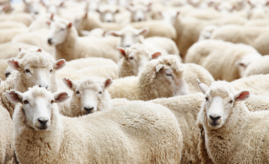 Las ovejas simbolizan la obediencia - Universal México - Universal México