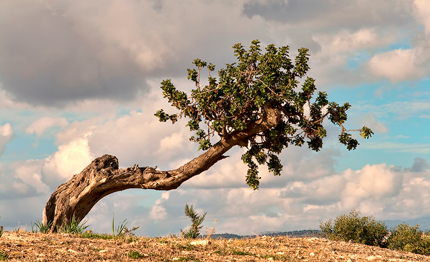 Árbol que crece torcido, con Dios su tronco endereza - Universal México - Universal México