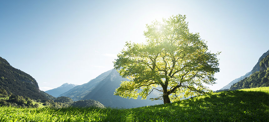 ¿Qué tienen que ver un árbol con usted? - Universal México - Universal ...